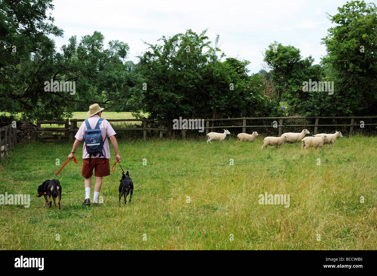 Keeping dogs under control hi-res stock photography and images - Alamy