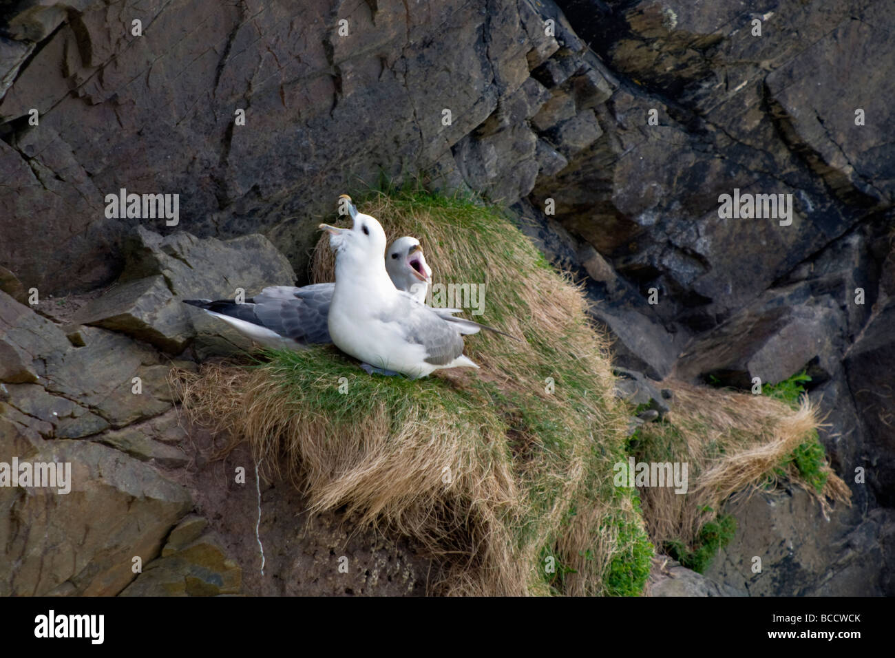 Juvenile Common gulls, more commonly called seagulls nesting on cliffs ...