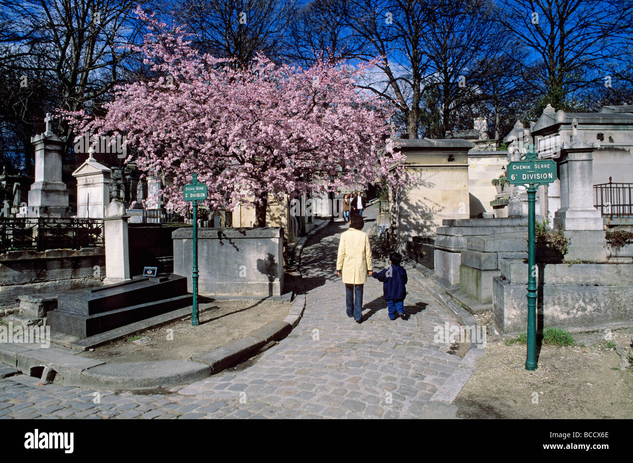 France, Paris, Pere Lachaise cemetery, Cherry tree in bloom on Chemin ...