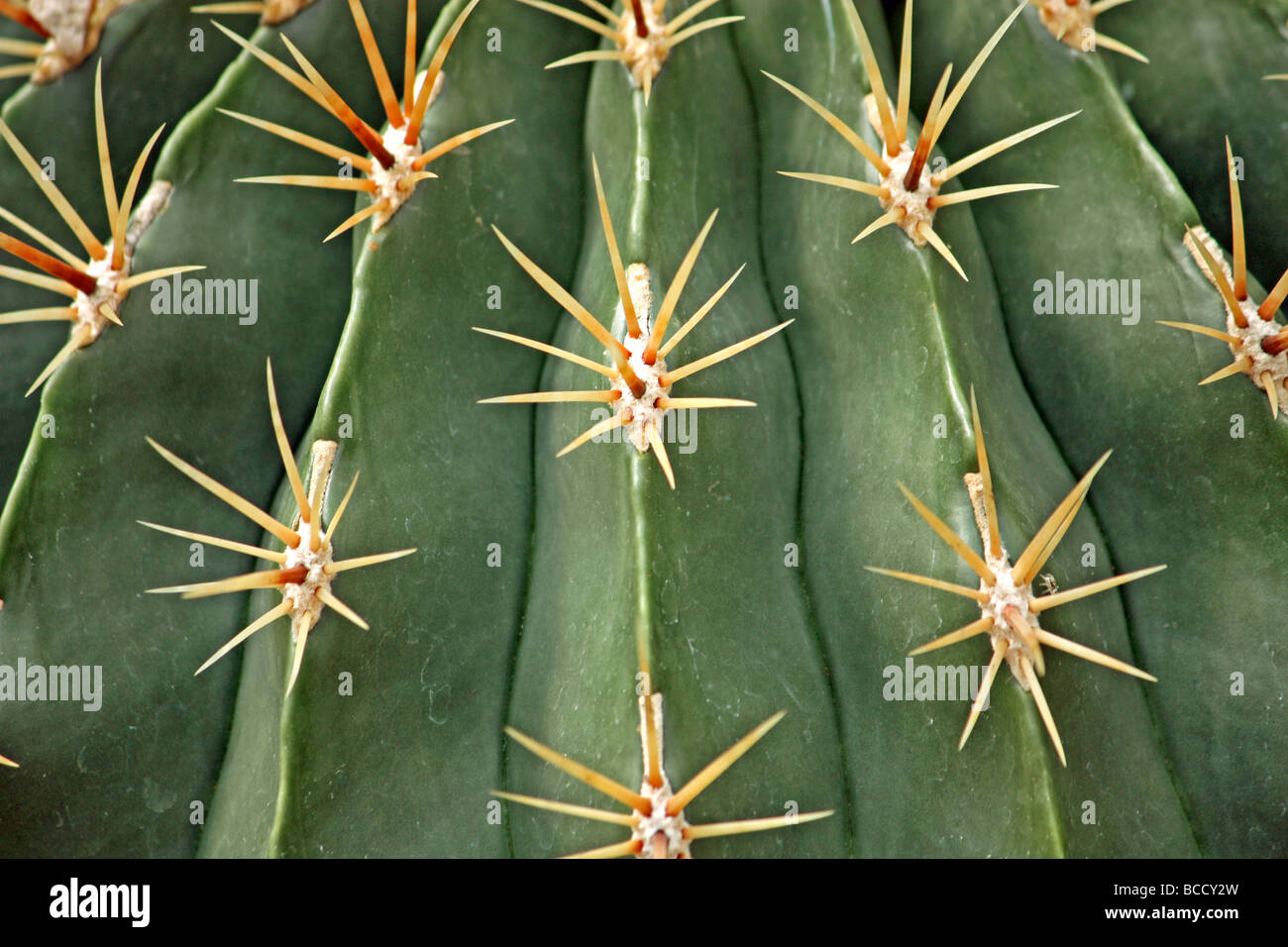 Cactus Ferocactus Histrix Stock Photo - Alamy