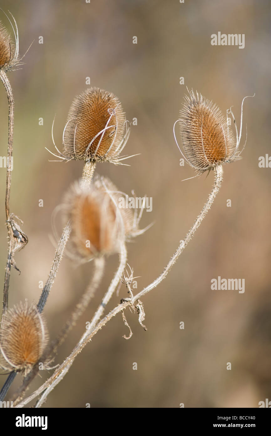 dried Teasel flower heads in winter hedgerow Stock Photo - Alamy