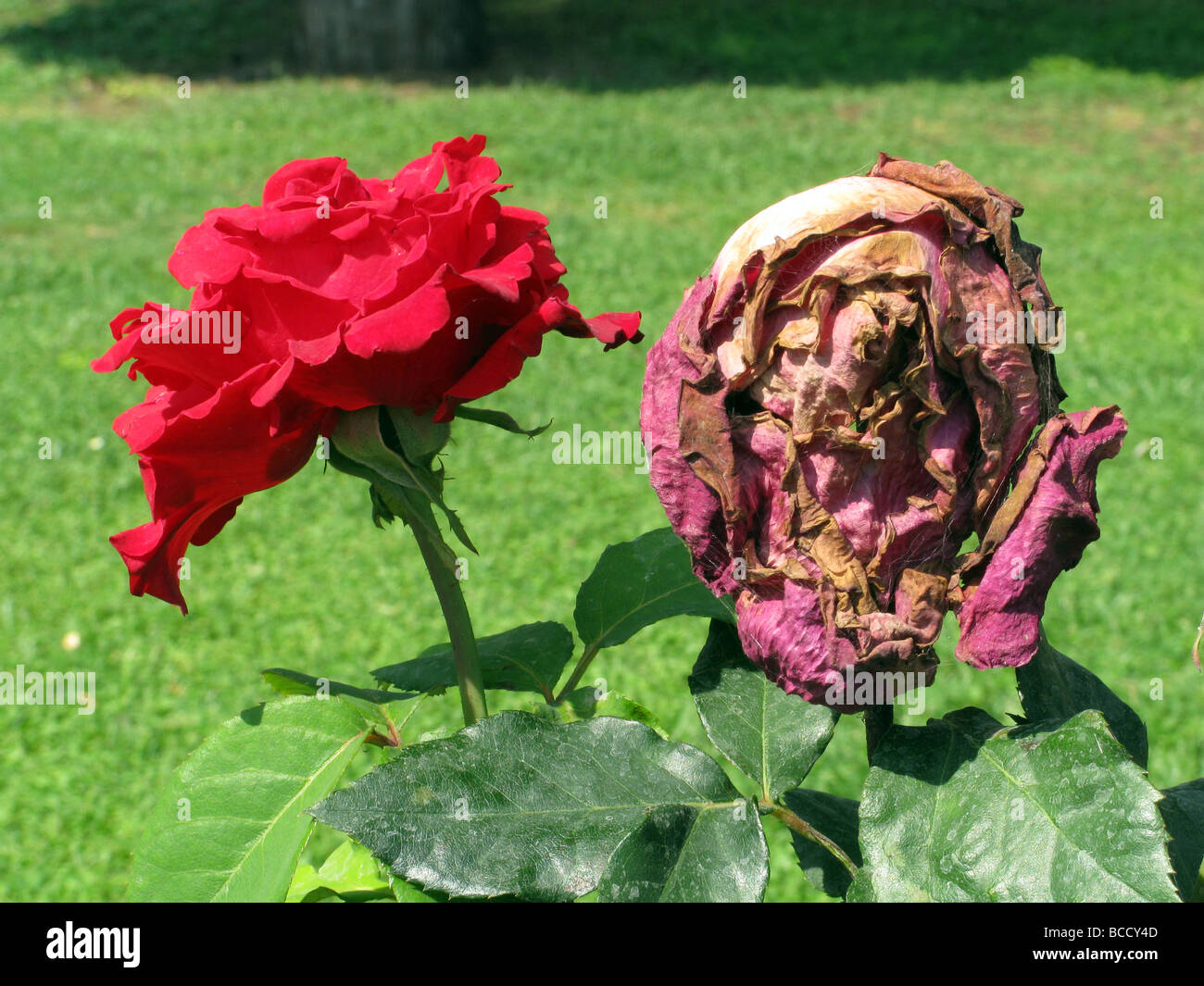 Dying plant stages hi-res stock photography and images - Alamy