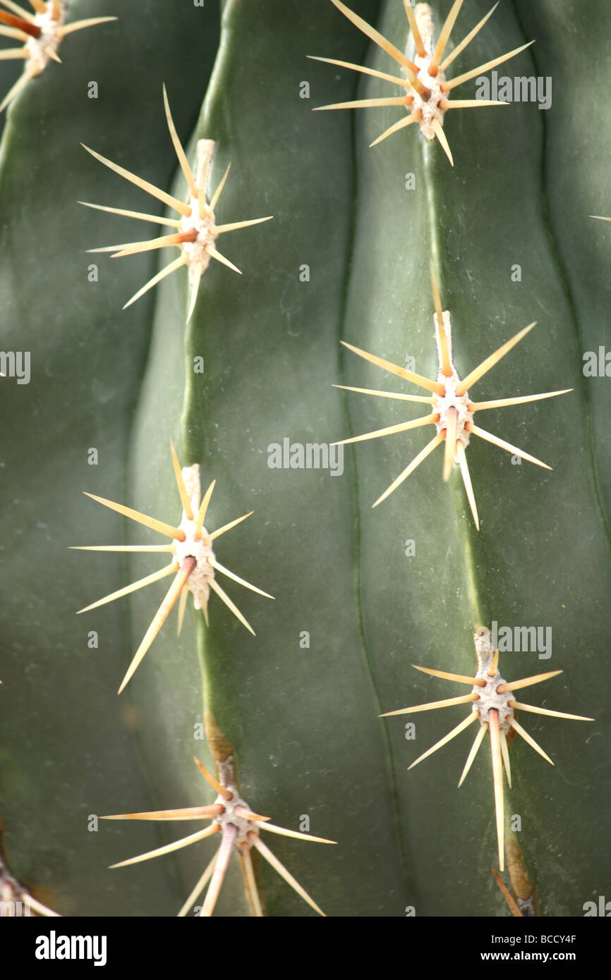 Cactus Ferocactus Histrix Stock Photo - Alamy