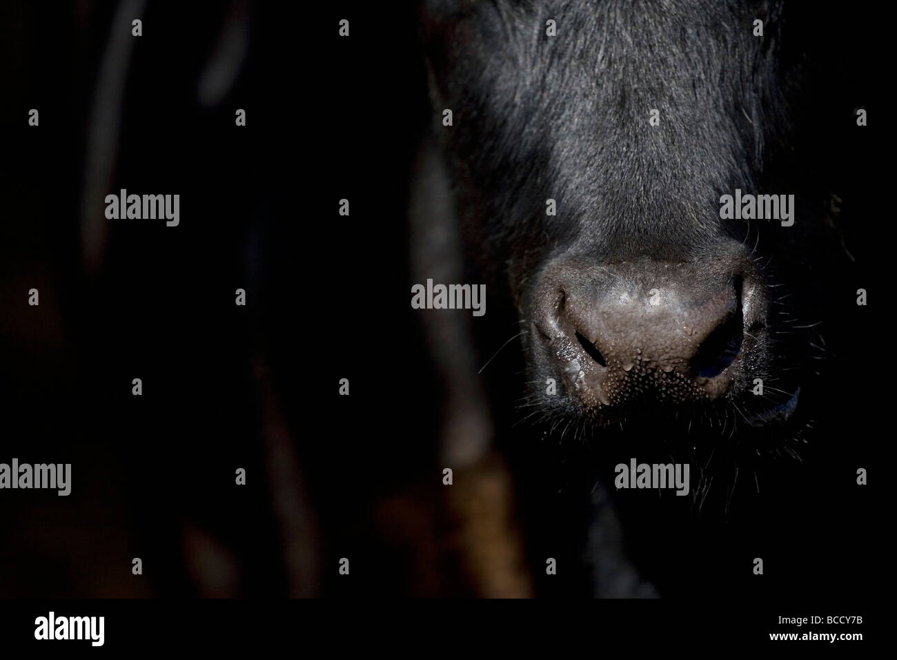 Angus cow hi-res stock photography and images - Alamy