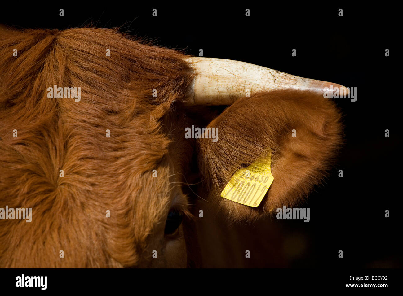 Angus south hi-res stock photography and images - Alamy