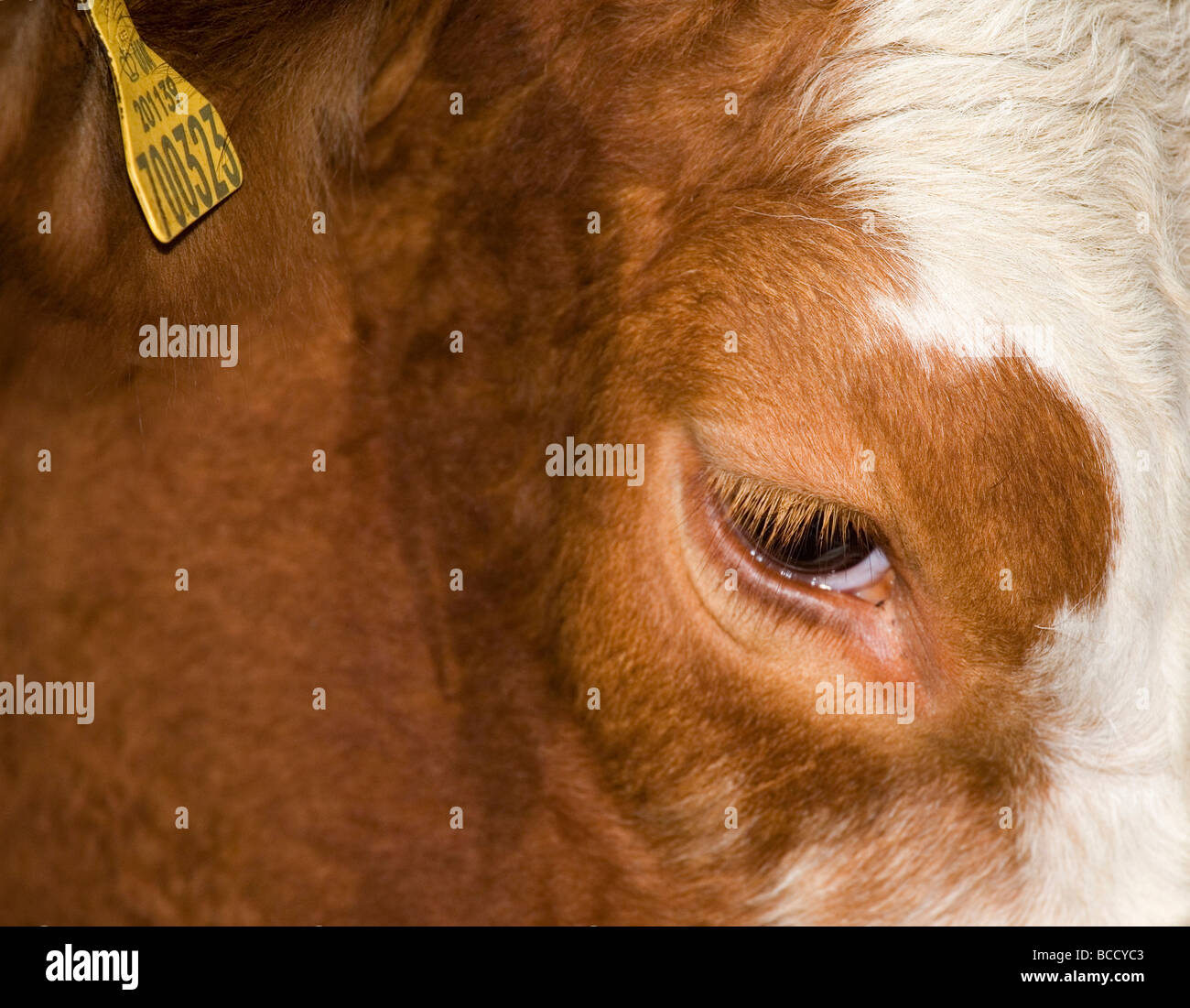 South Devon Cross cattle Stock Photo - Alamy