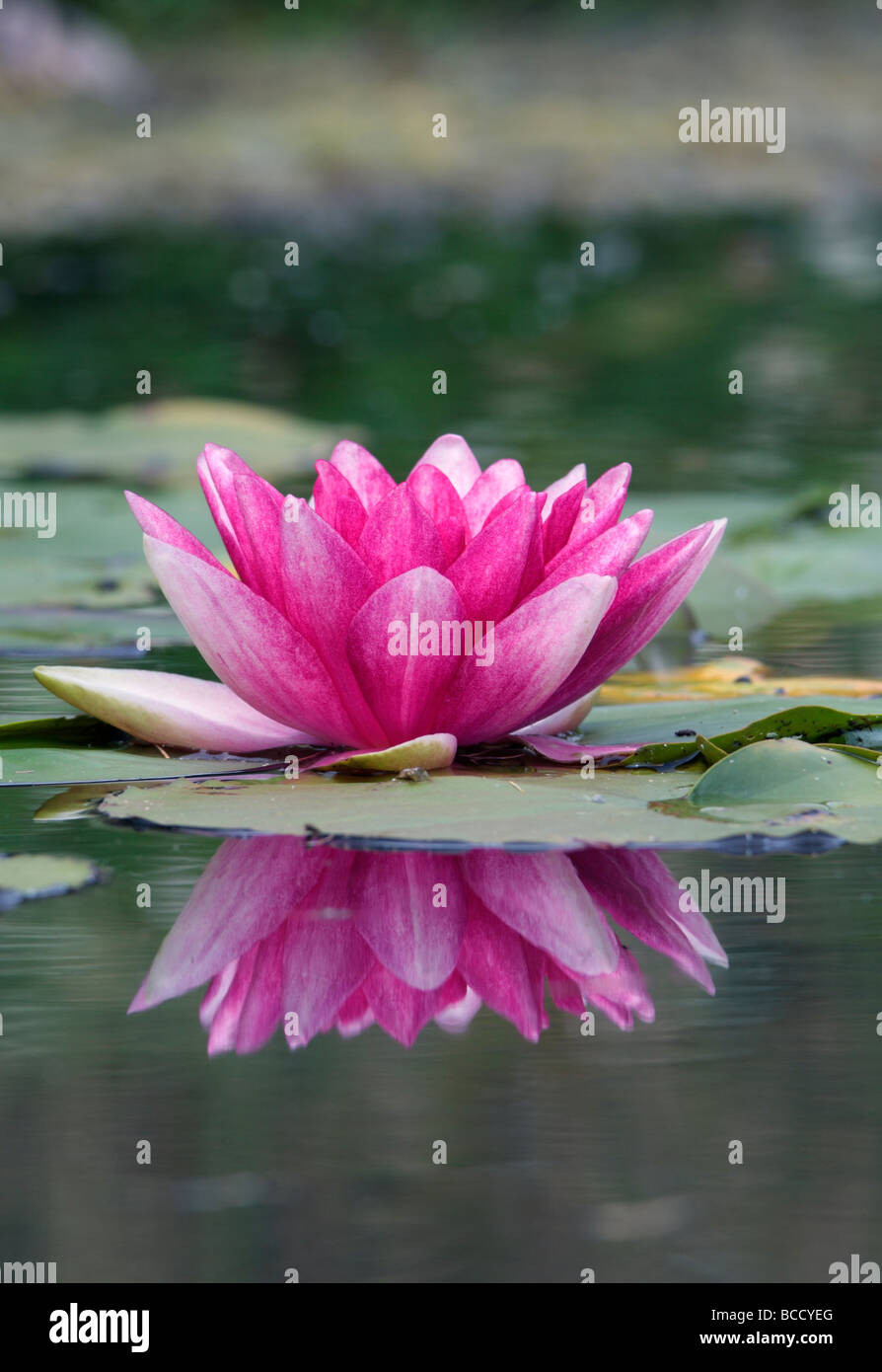 Reflection flower hi-res stock photography and images - Alamy
