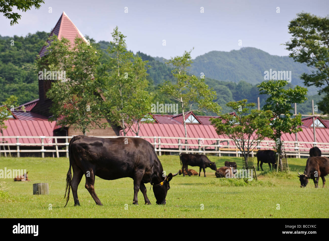 Tajima Kobe beef cows in a field at Tajima Farm Park, Hyogo-prefecture ...
