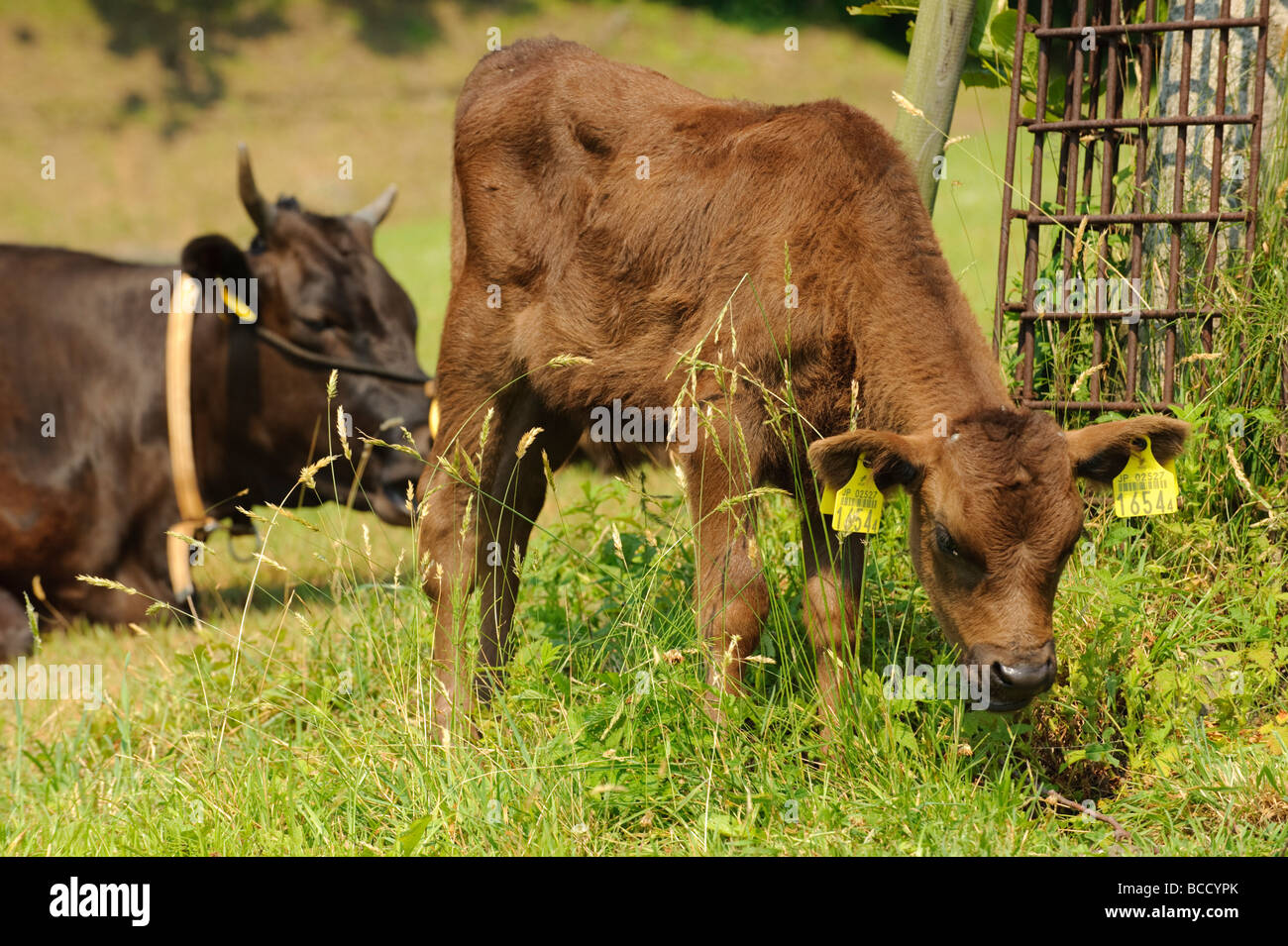 Tajima Kobe beef cows in a field at Tajima Farm Park, Hyogo-prefecture ...