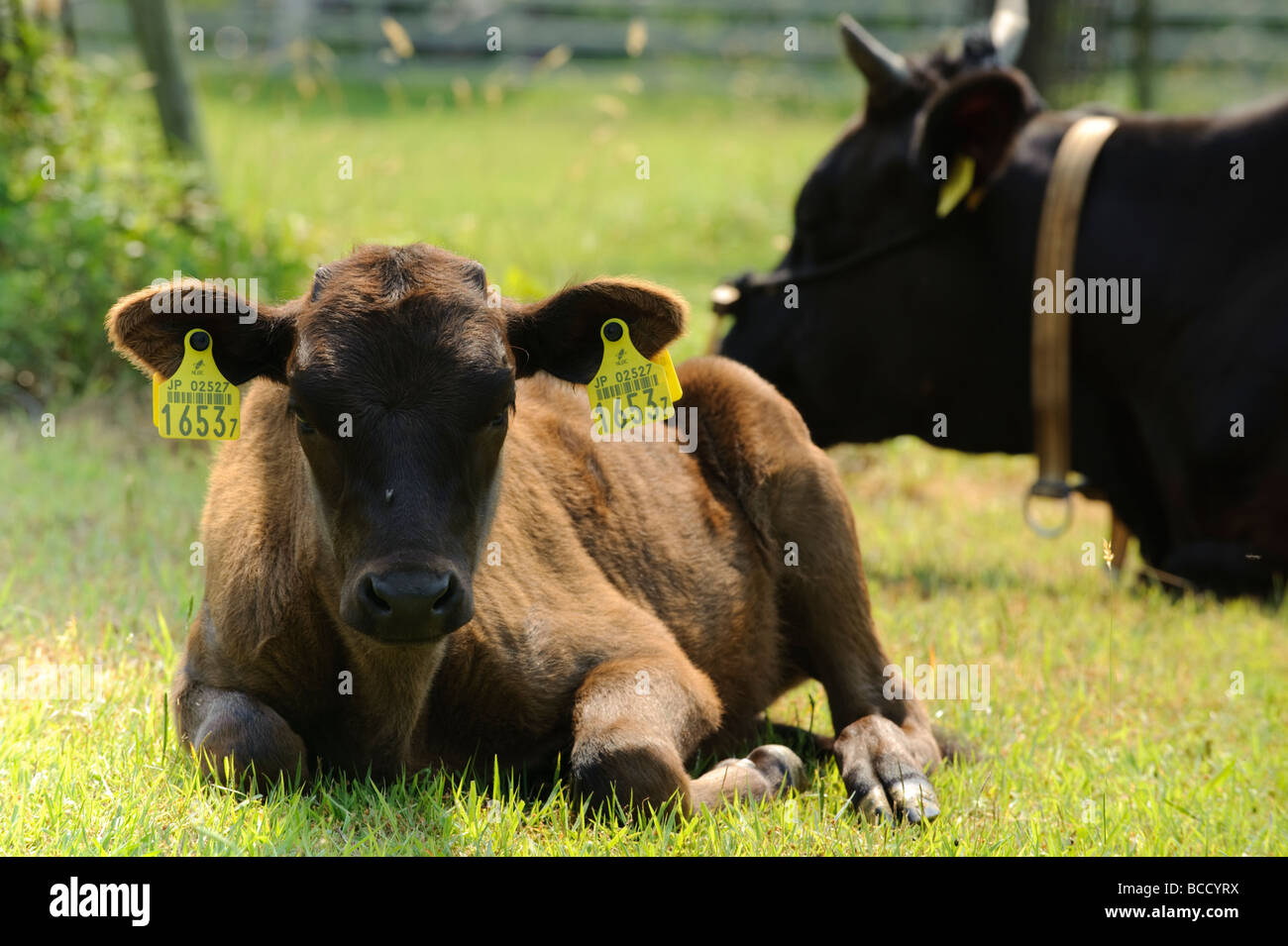 Outside beef hi-res stock photography and images - Alamy