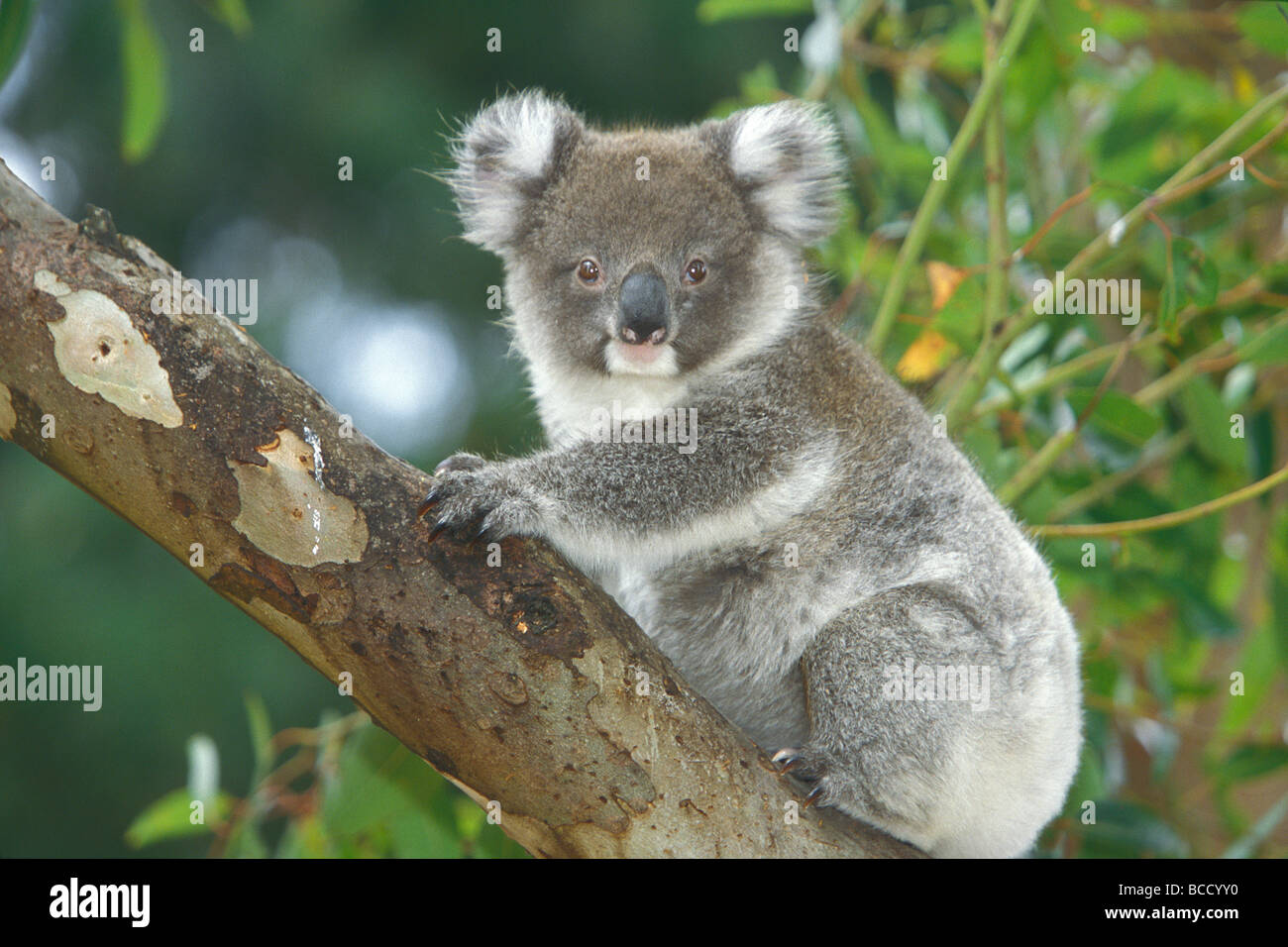 Koala (Phascolarctos cinereus) close up on eucalyptus tree. kangaroo island. south australia ...