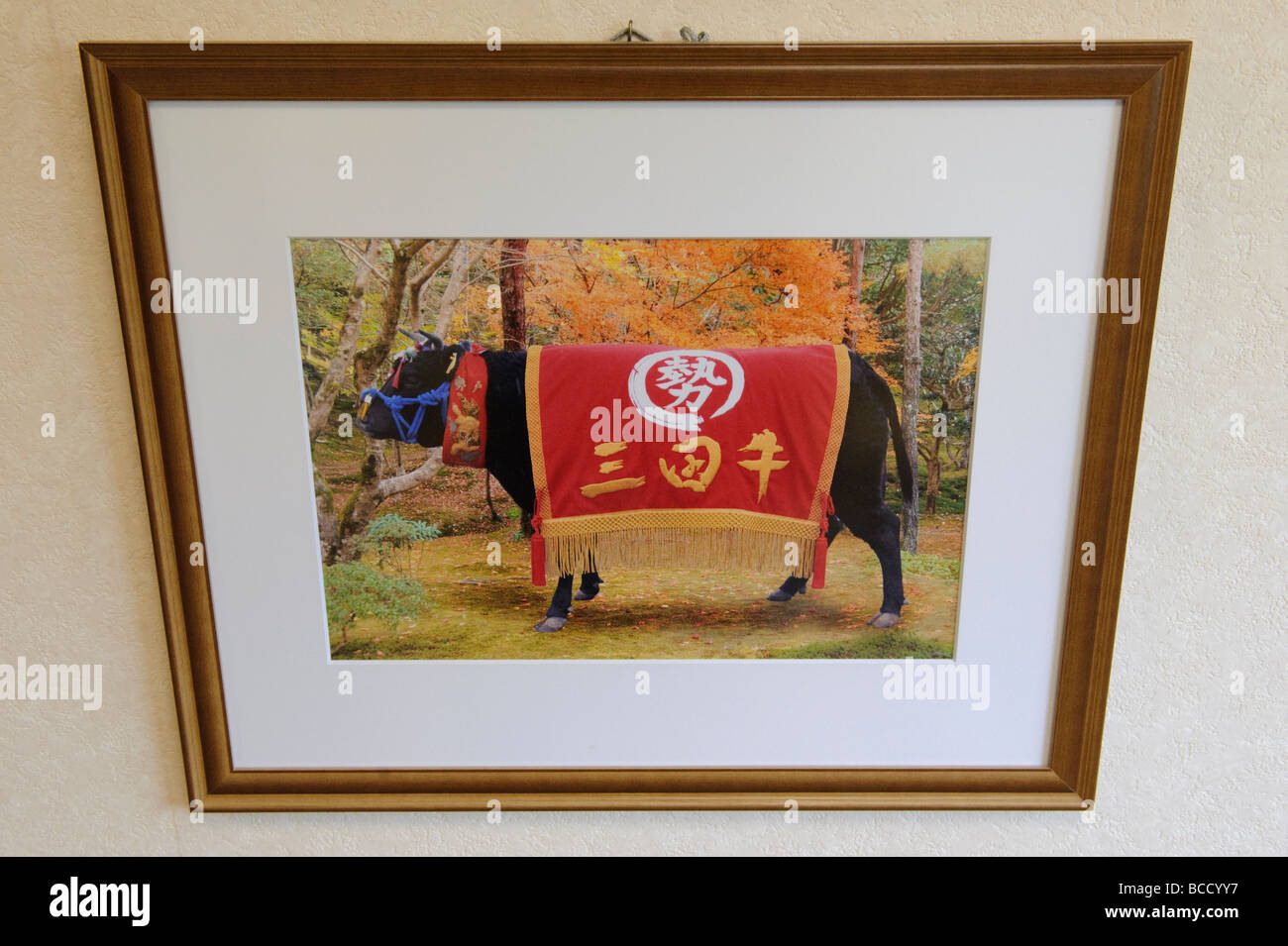 Photo of a prize winning Kobe beef cow, Maruse Stockbreeding Inc ...