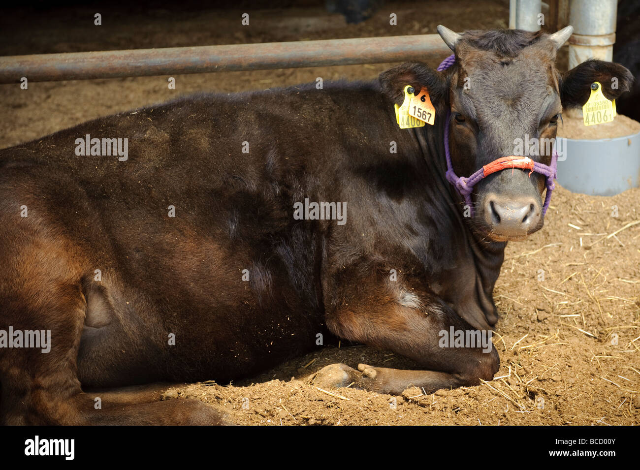 Kobe ushi hi-res stock photography and images - Alamy