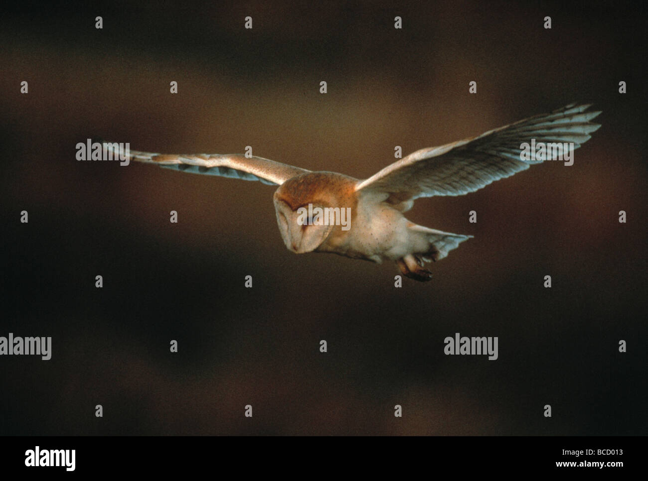 BARN OWL in flight (Tyto alba Stock Photo - Alamy