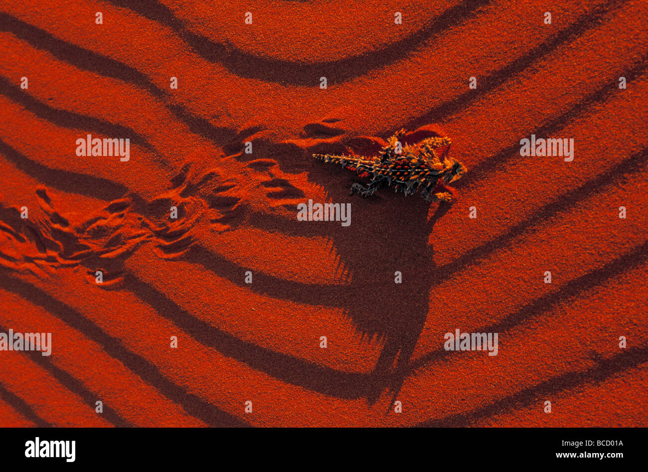 THORNY DEVIL LIZARD (Moloch horridus) crossing red rippled sand Stock ...