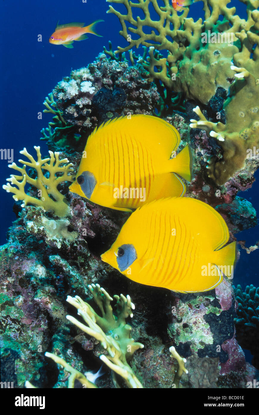 GOLDEN or MASKED BUTTERFLYFISH (Chaetodon semilarvatus) pair. Red Sea ...