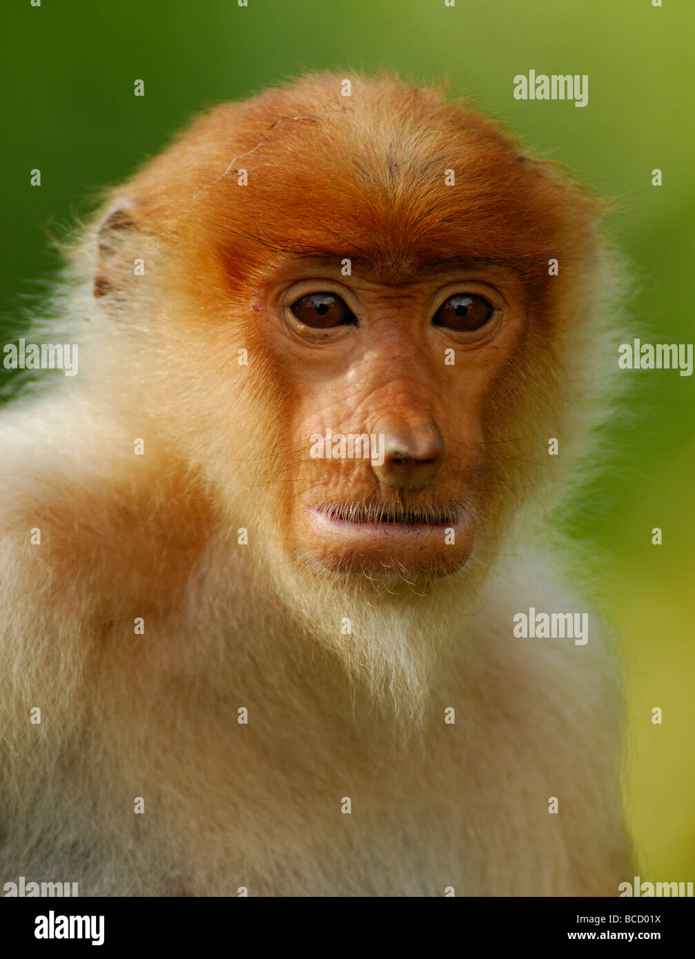 PROBOSCIS MONKEY (Nasalis larvatus) female. Sabah. Borneo. Malaysia ...