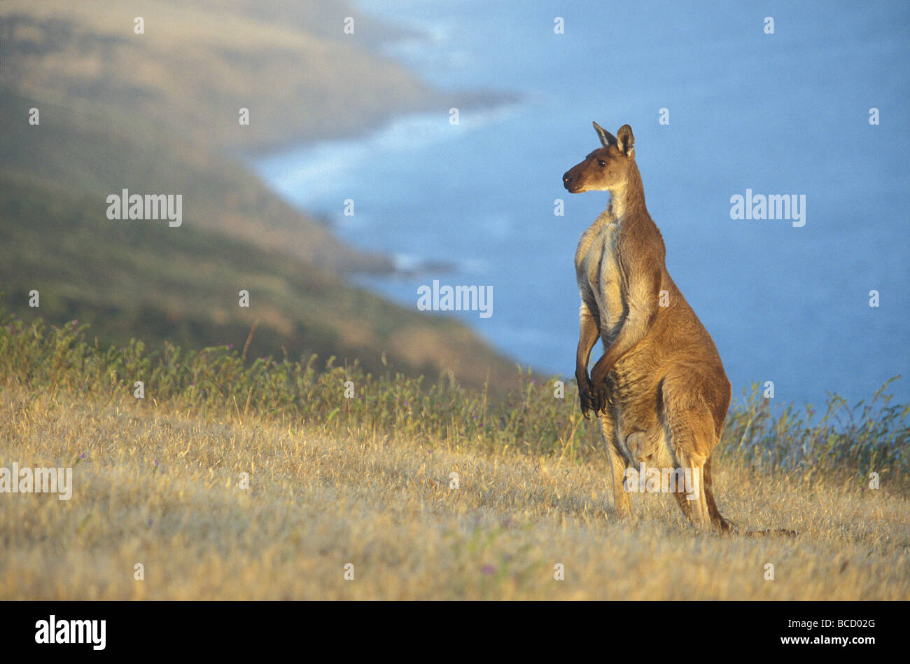 Western grey kangaroo (Macropus fuliginosus) male standing. kangaroo ...