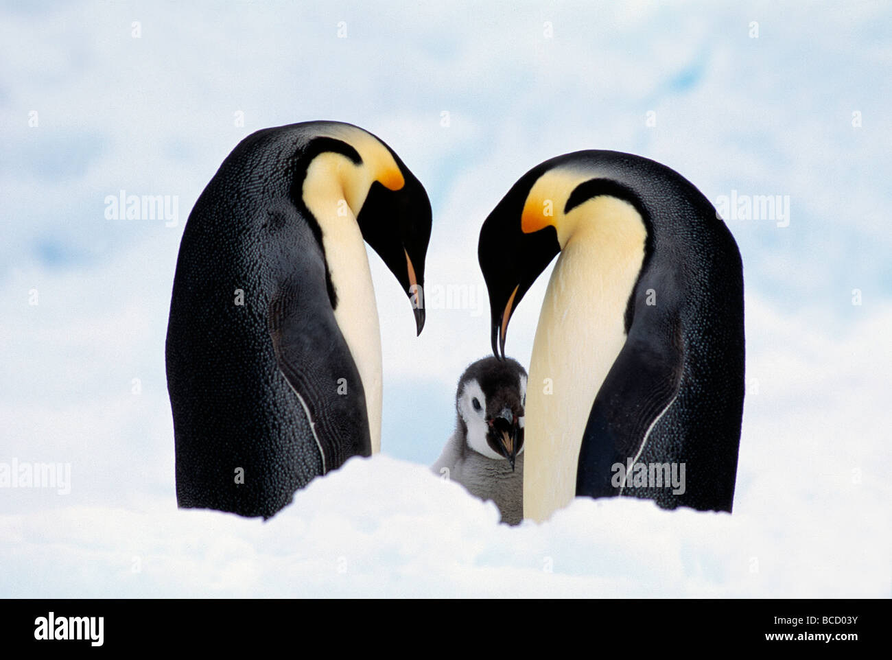 Penguins parents and babies hi-res stock photography and images - Alamy