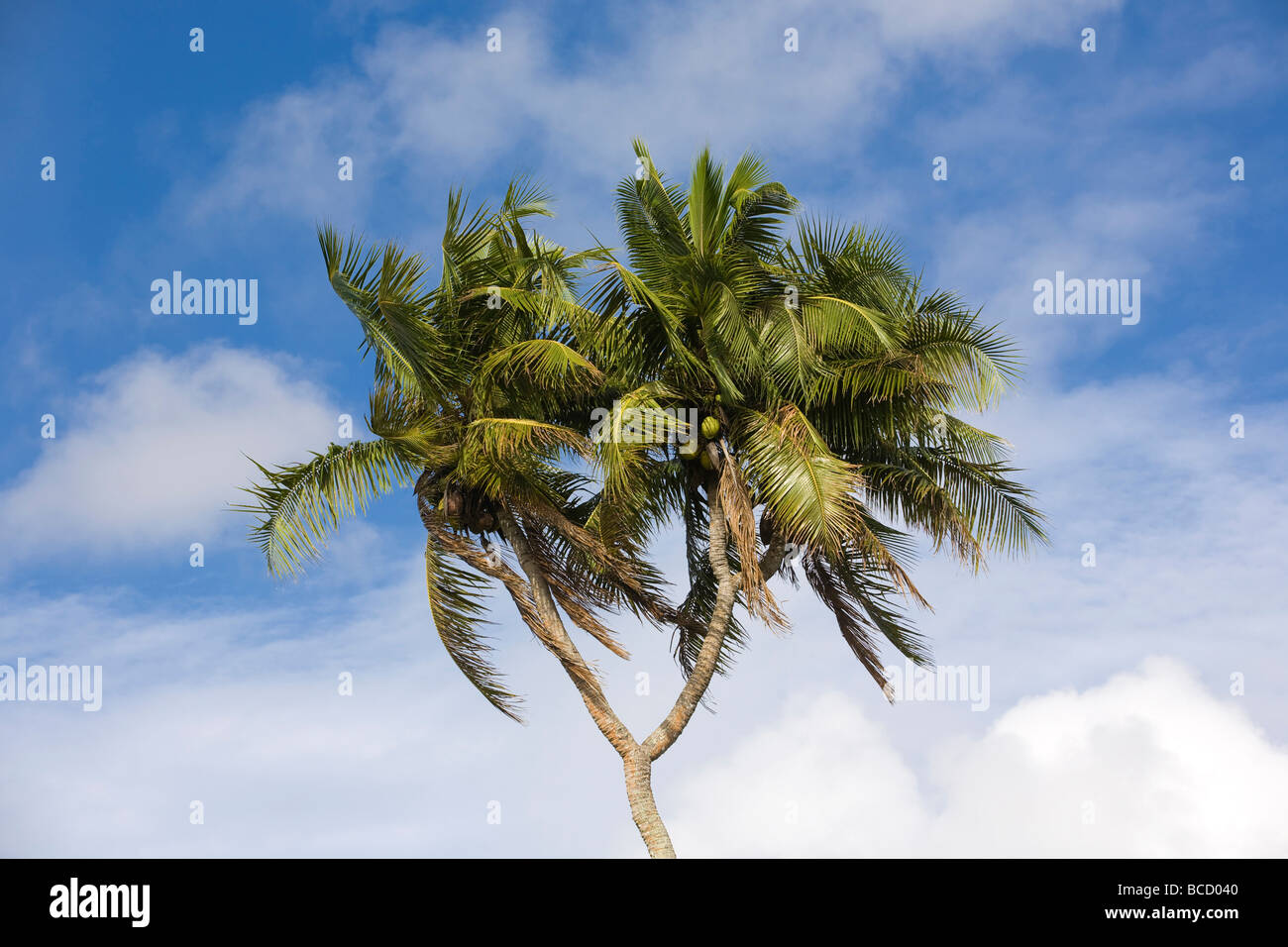 The coconut palm cocos nucifera hi-res stock photography and images - Alamy