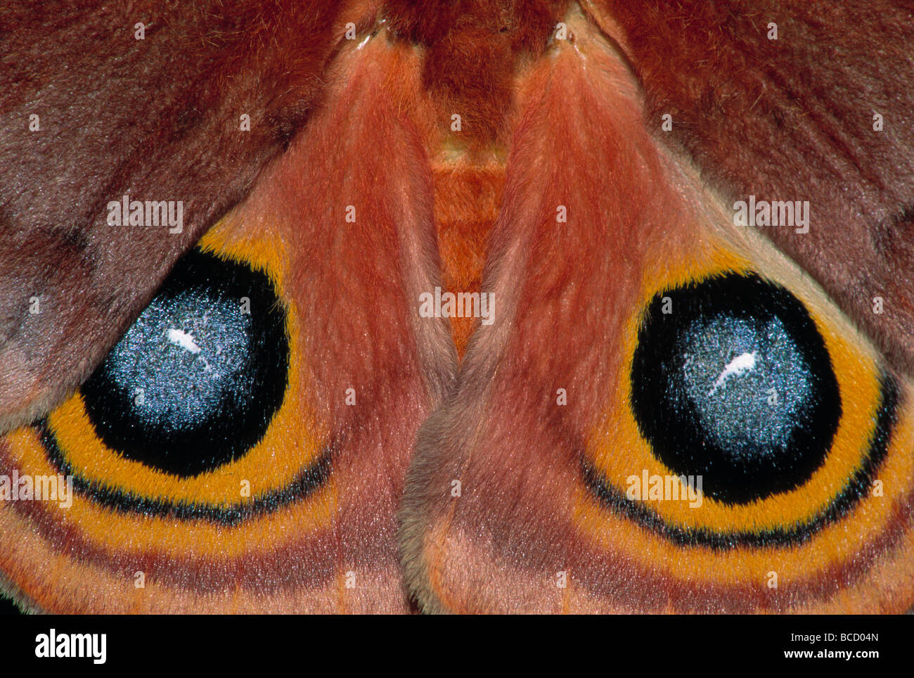 IO MOTH SATURNID SILKMOTH displaying eyespots as method of deterring ...
