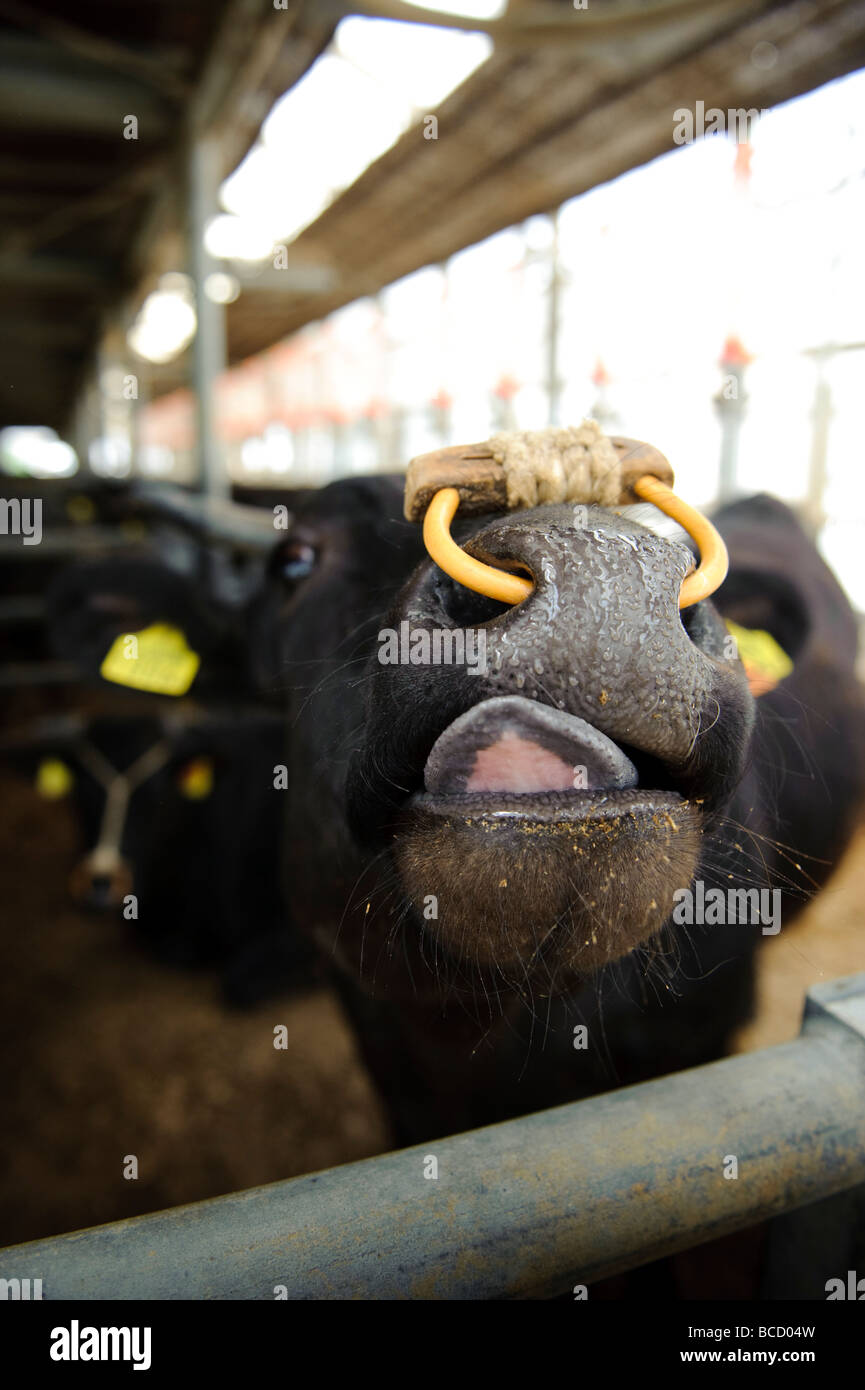 Kobe beef hyogo hi-res stock photography and images - Alamy