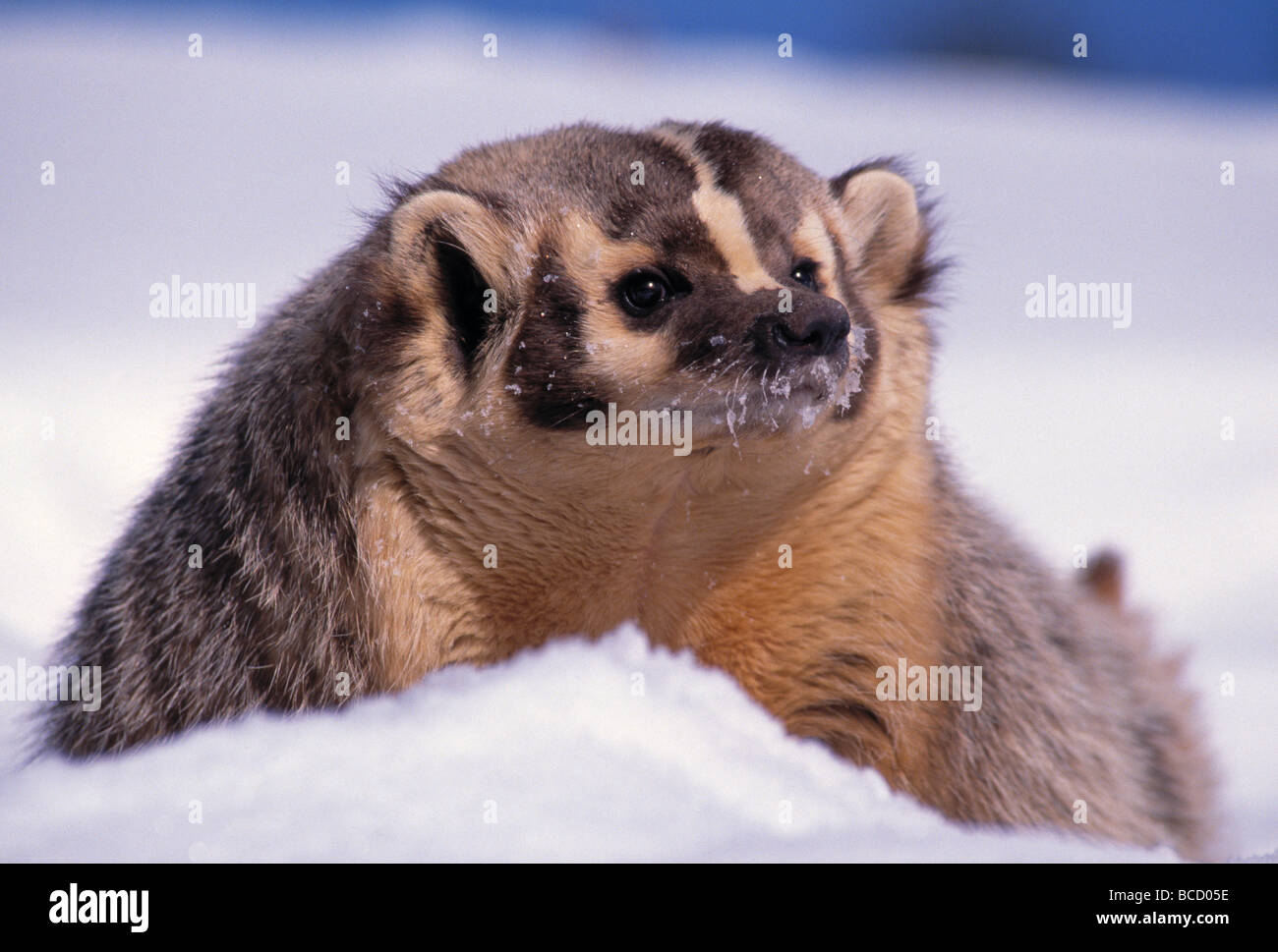 Badger snow usa hi-res stock photography and images - Alamy