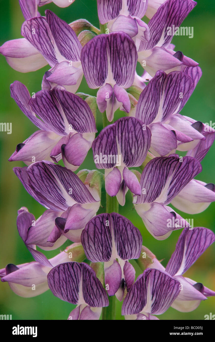 WOOD VETCH (Vicia sylvatica Stock Photo - Alamy