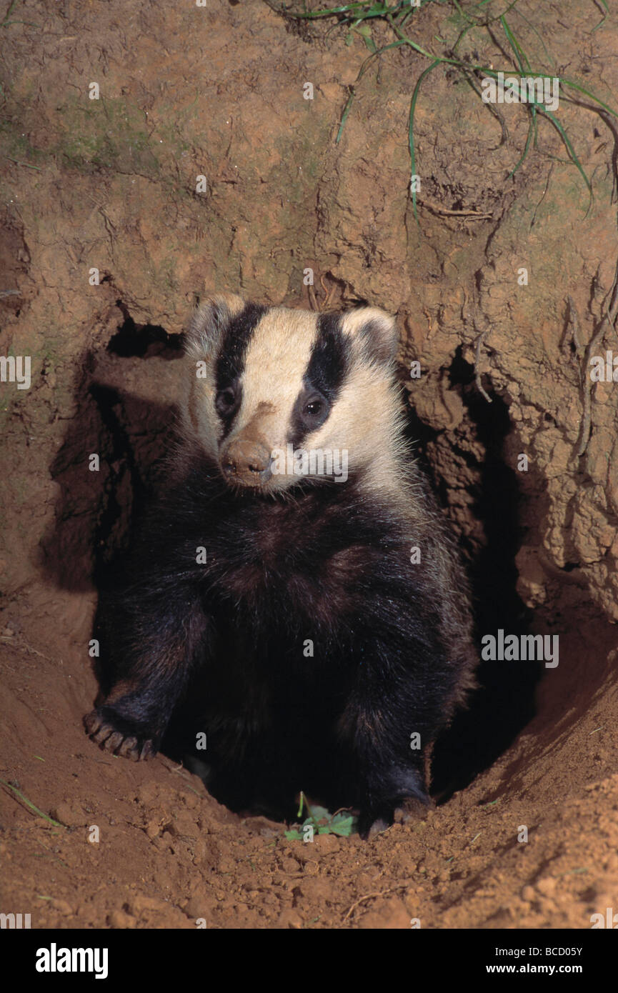 BADGER male at sett entrance (Meles meles Stock Photo - Alamy