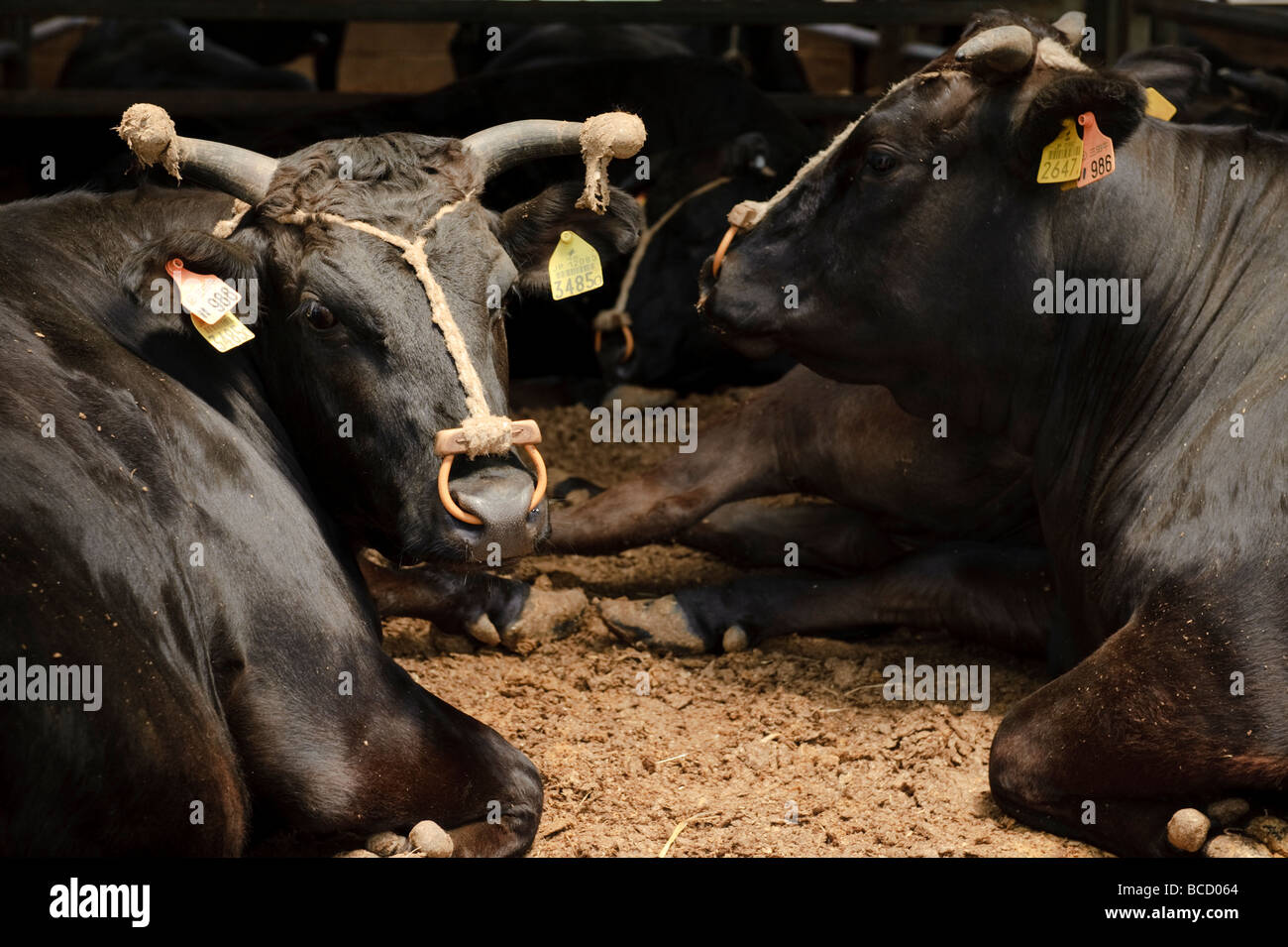 Tajima ushi cows at Maruse Stockbreeding Inc., Hyogo Prefecture Japan ...