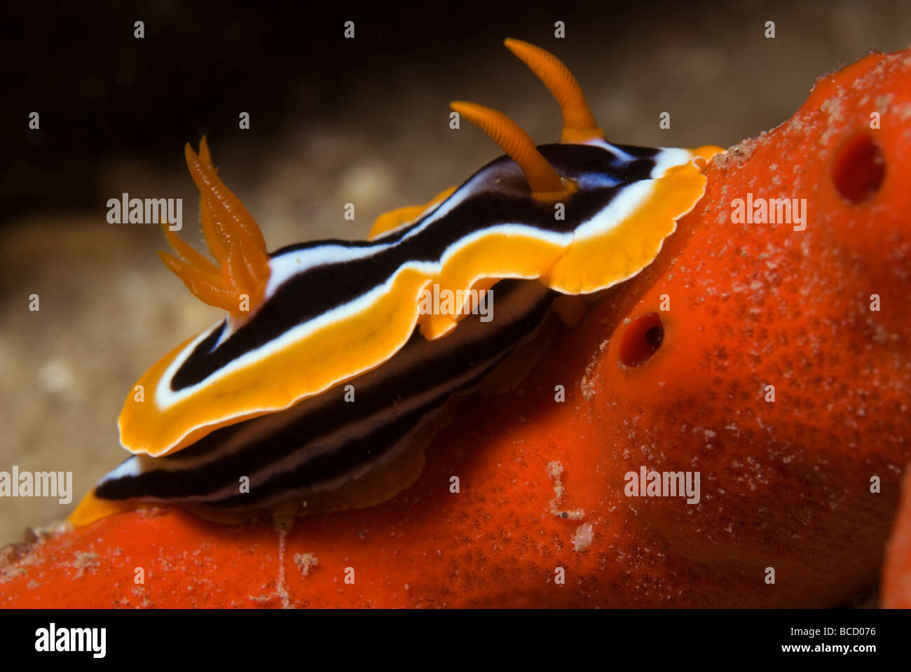 PYJAMA NUDIBRANCH (Chromodoris quadricolor). Red Sea: Egypt. Gulf of ...