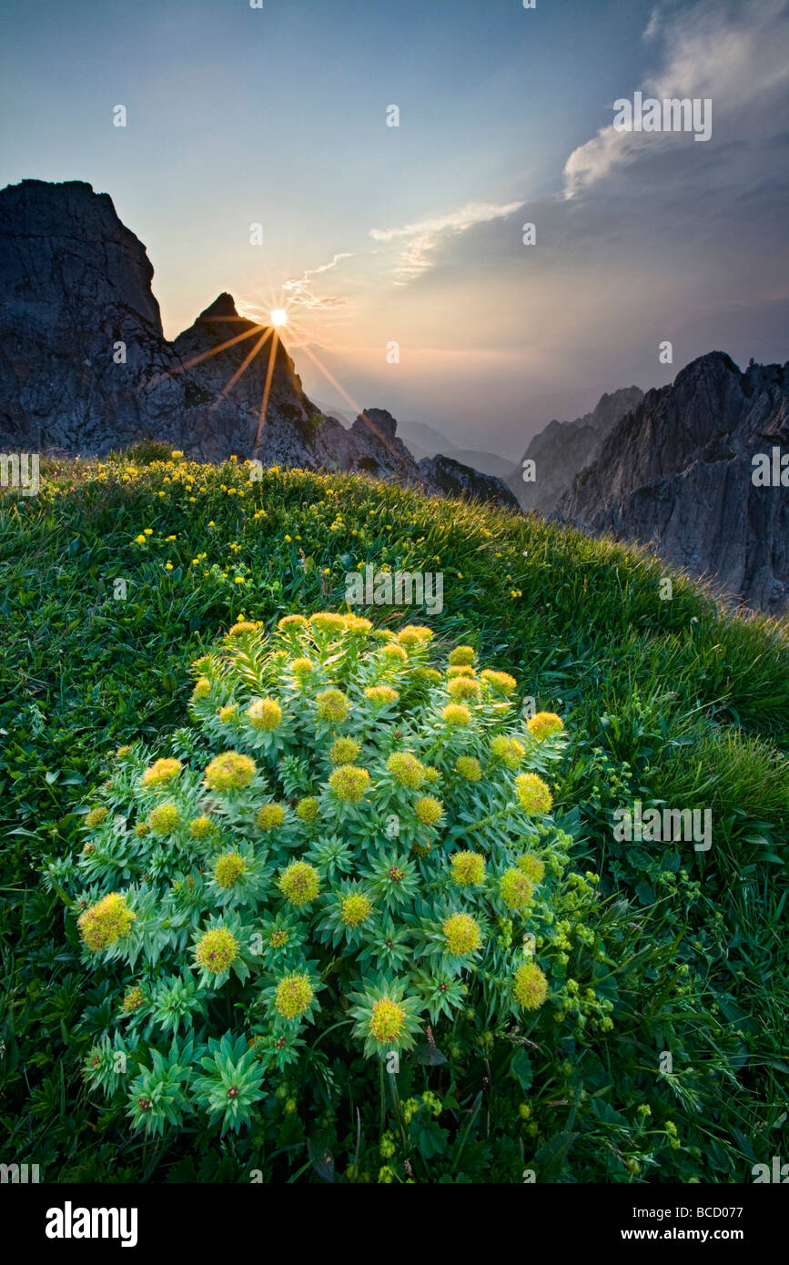 Roseroot hi-res stock photography and images - Alamy