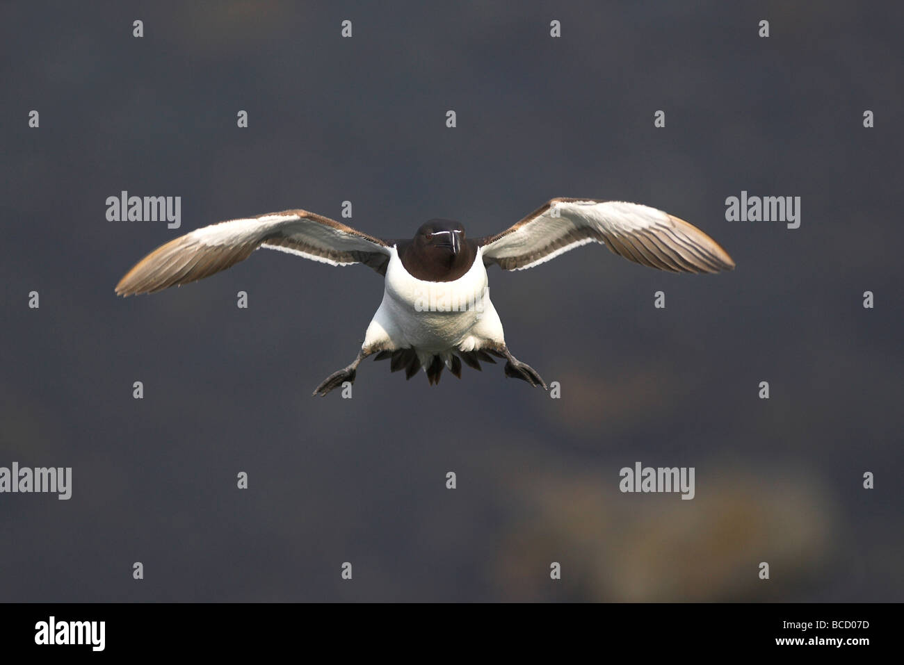 Razorbill (alca torda) adult in flight Stock Photo - Alamy