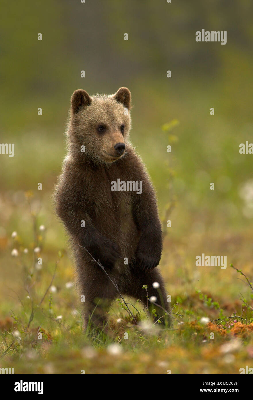 European brown bear cubs hi-res stock photography and images - Alamy