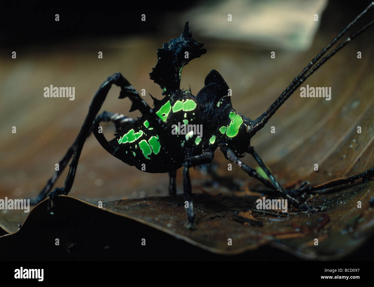 Katydid leaf mimic insect costa hi-res stock photography and images - Alamy