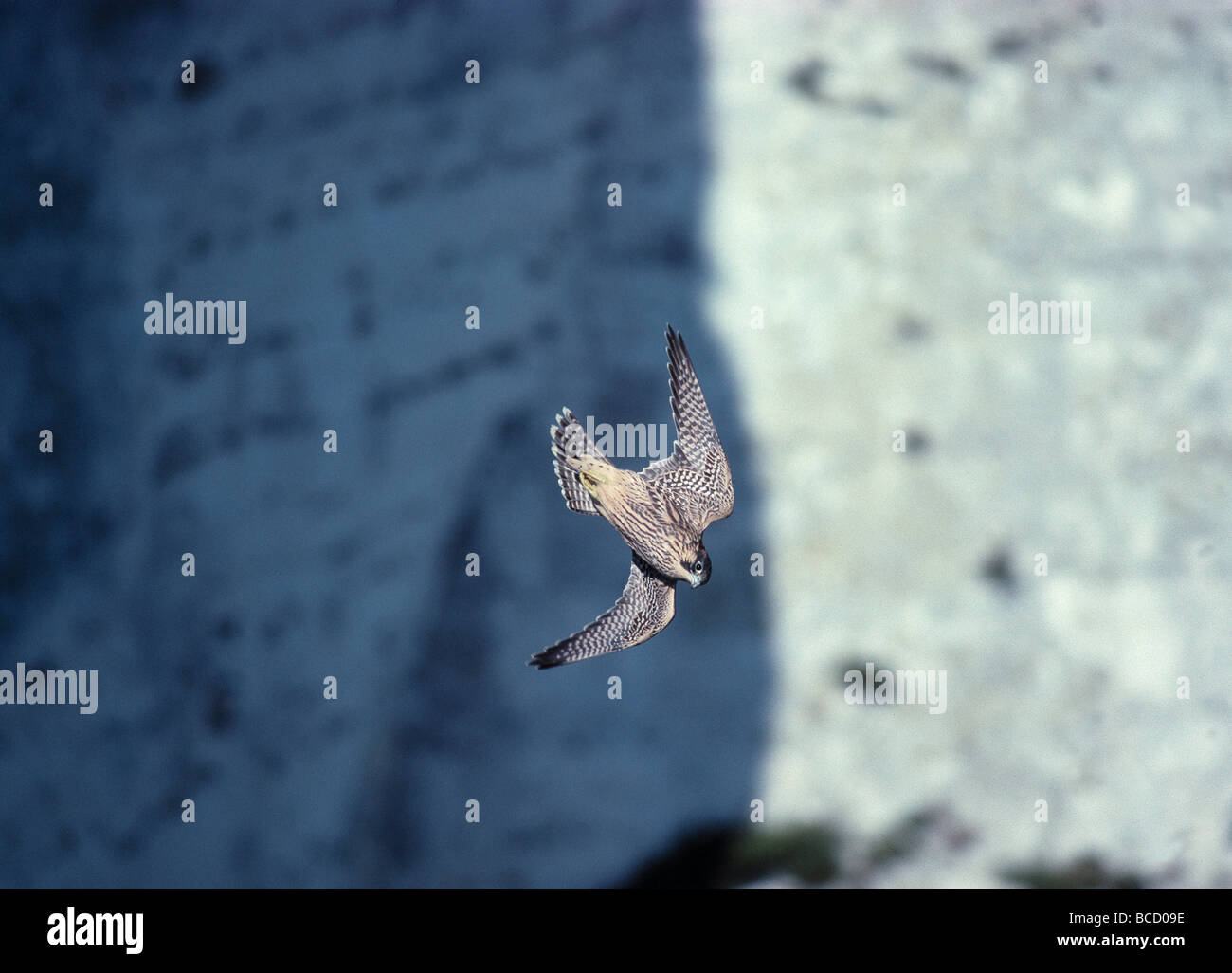 PEREGRINE FALCON (Falco peregrinus) in flight pursuing Kittiwake. Kent ...