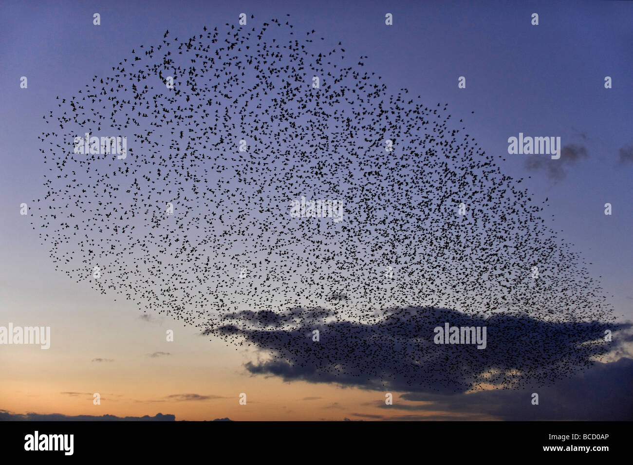Sturnus vulgaris hi-res stock photography and images - Alamy