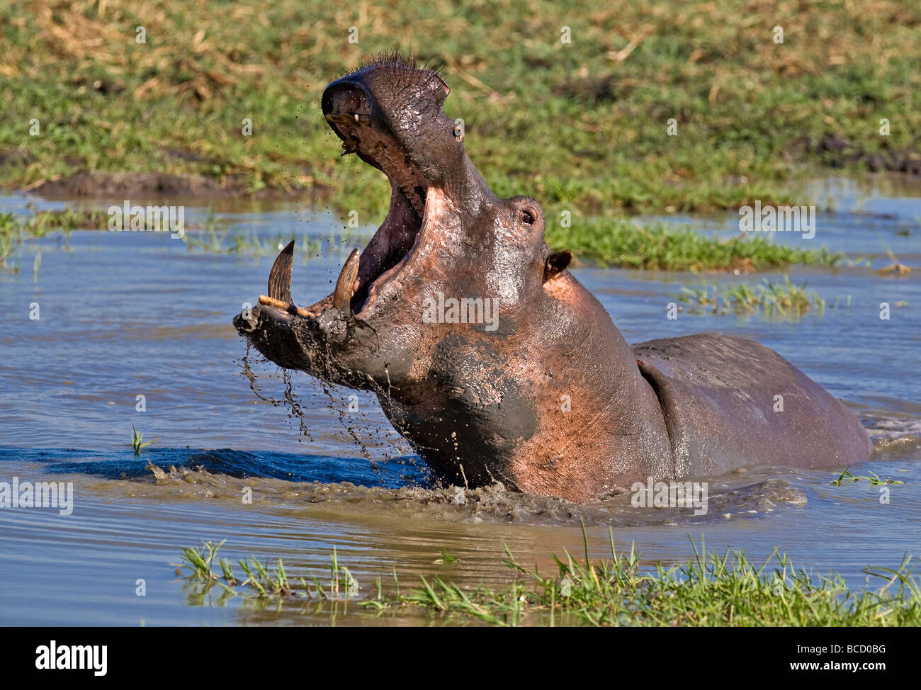 HIPPOPOTAMUS (Hippopotamus amphibius) aggressive threat display. Katavi ...