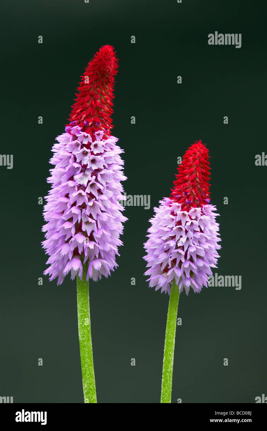 Vialli hi-res stock photography and images - Alamy