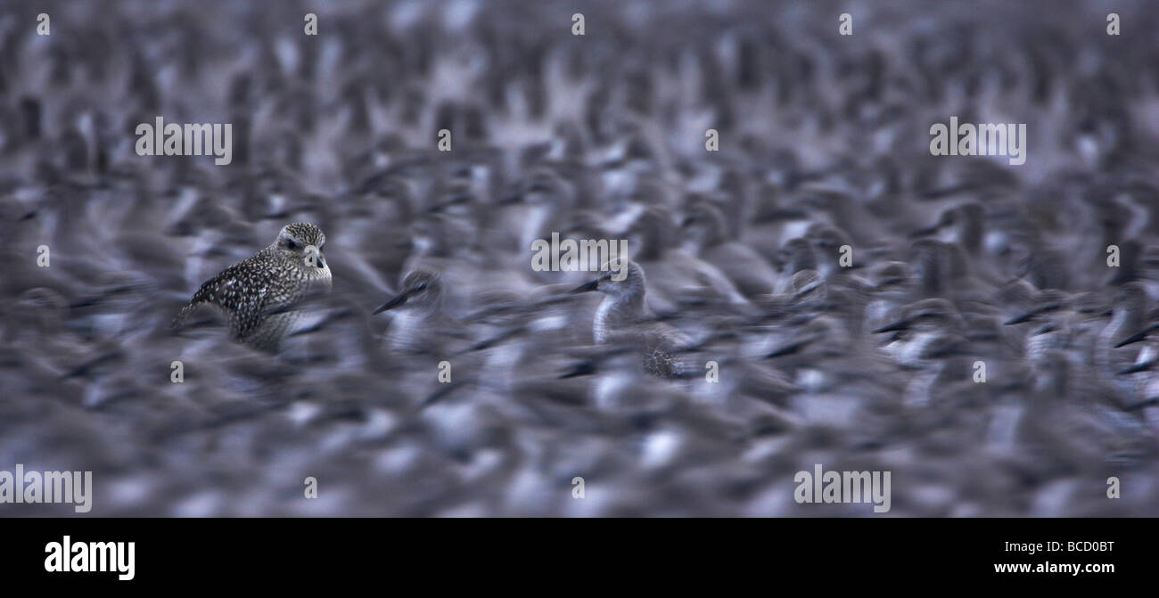 Knot (Calidris canuta) flock and Grey Plover (Pluvialis squatarola ...