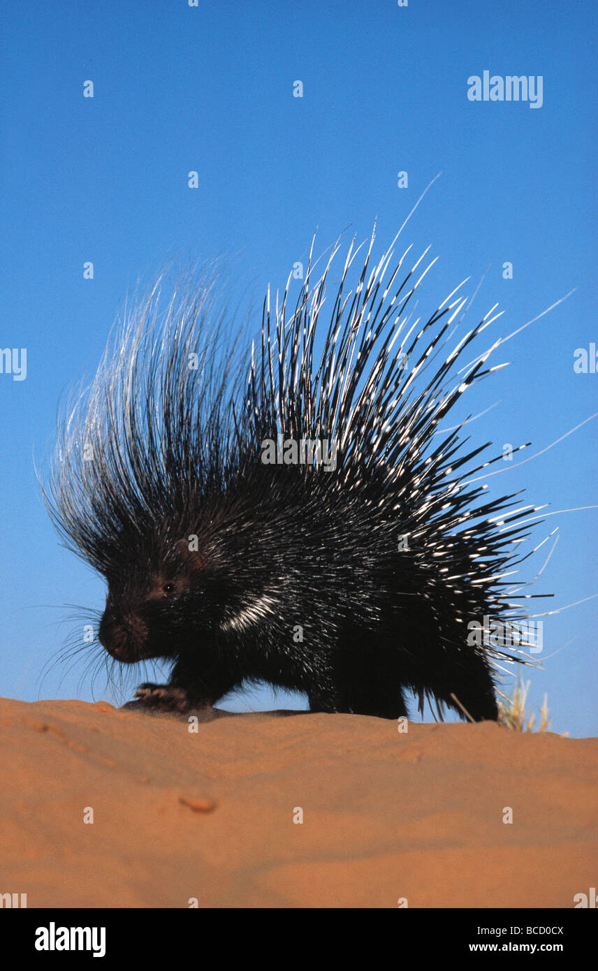 CAPE PORCUPINE on sand dune (Hystrix africaeaustralis). Kalahari Stock ...
