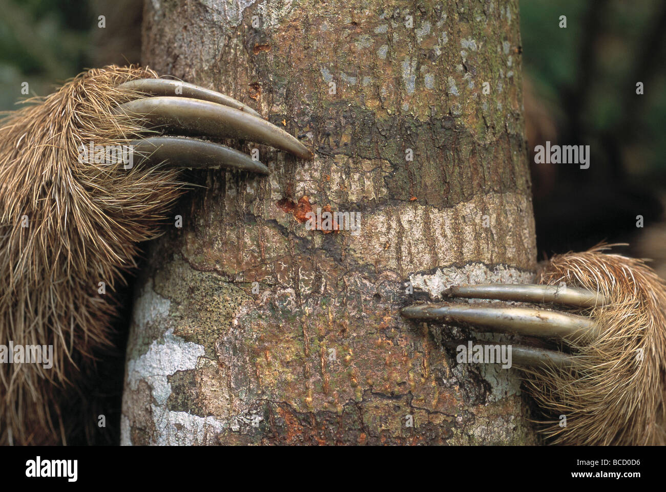 MANED SLOTH claws (Bradypus torquatus). Bahia. Brazil. South America ...