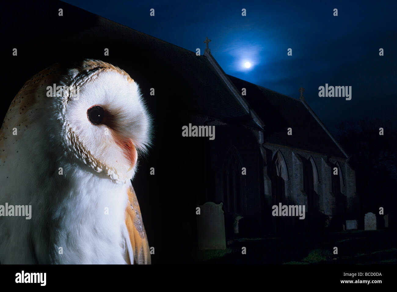 Night Owl High Resolution Stock Photography and Images - Alamy