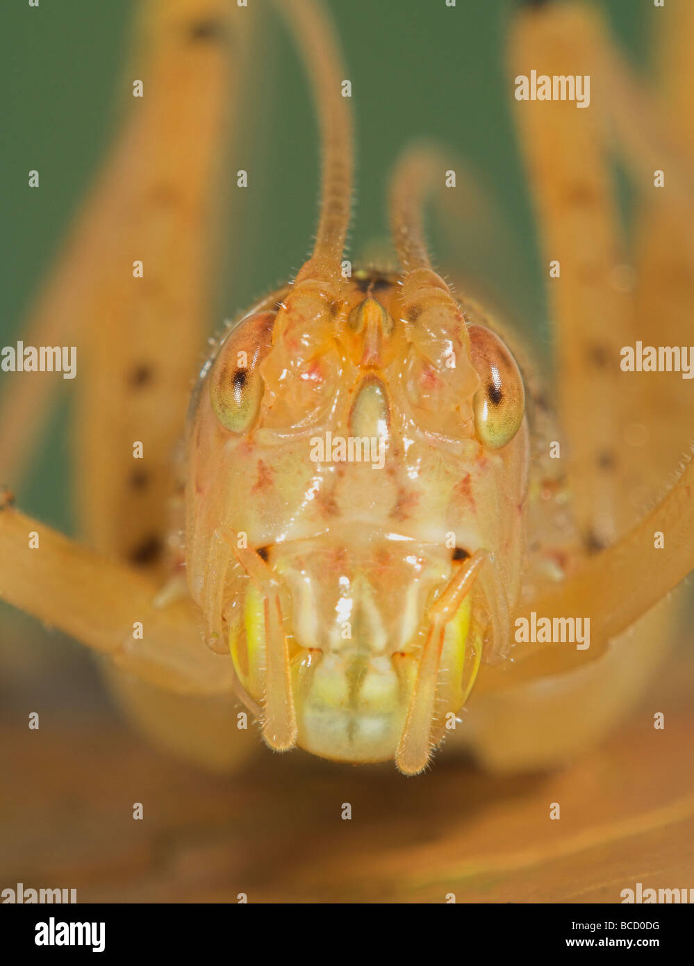 TROPICAL KATYDID. Family Tettigoniidae. Panama Stock Photo - Alamy