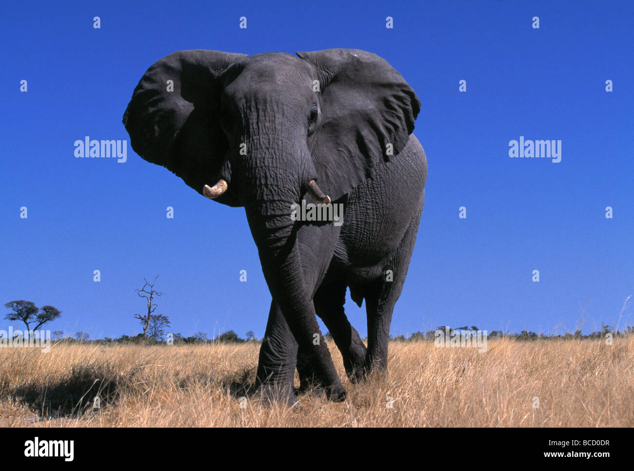 AFRICAN ELEPHANT male (Loxodonta africana) showing aggression. Savuti ...