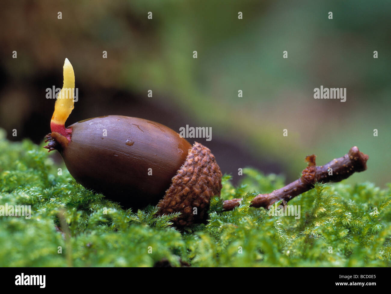 Germinating acorn hi-res stock photography and images - Alamy