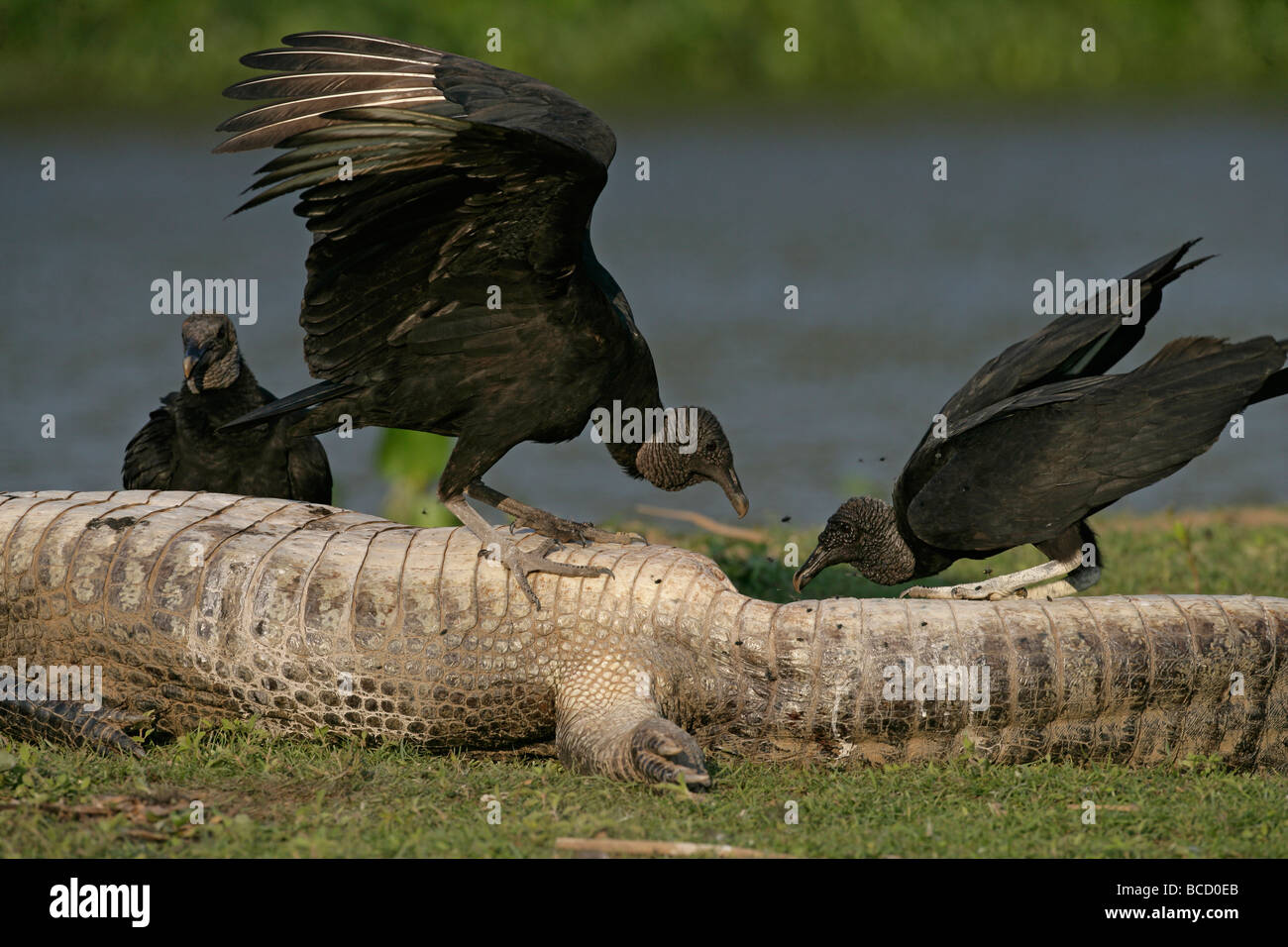 Black caiman eating hi-res stock photography and images - Alamy