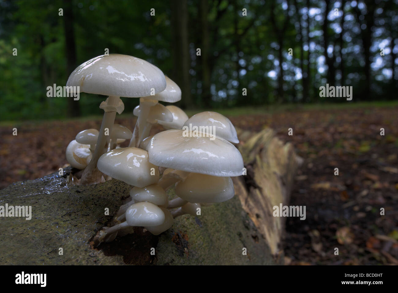 Porcelain fungus (Oudemansiella mucida) growing on dead wood in broad ...