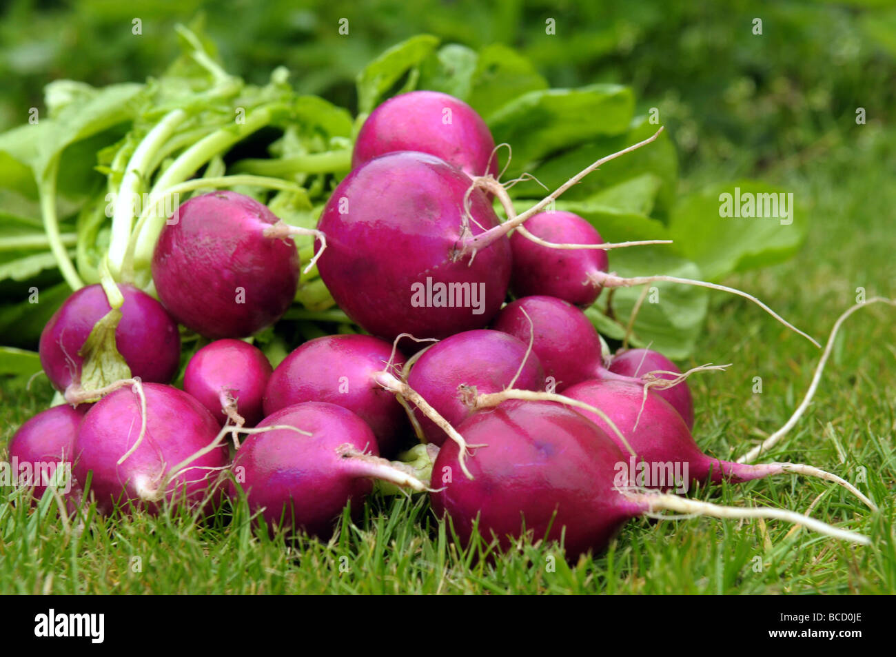 Homegrown organic radishes Stock Photo - Alamy