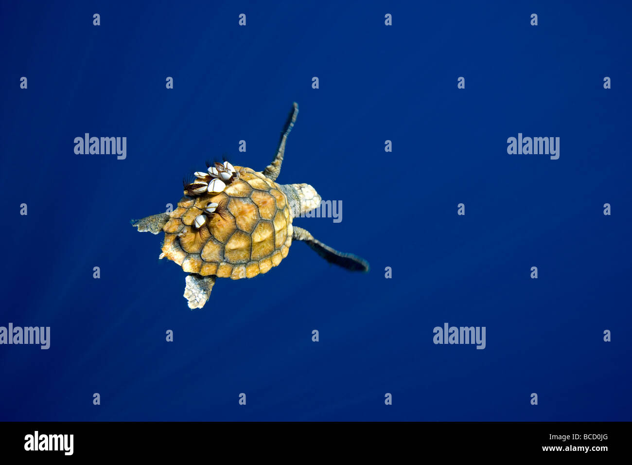 Barnacles On Turtles